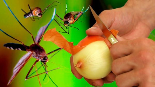 Say Goodbye to Mosquitoes with an Onion-Based Mosquito Repellent - Ranvas